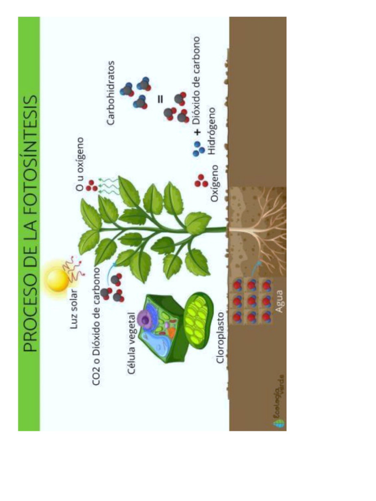biologia autotrofo | PDF