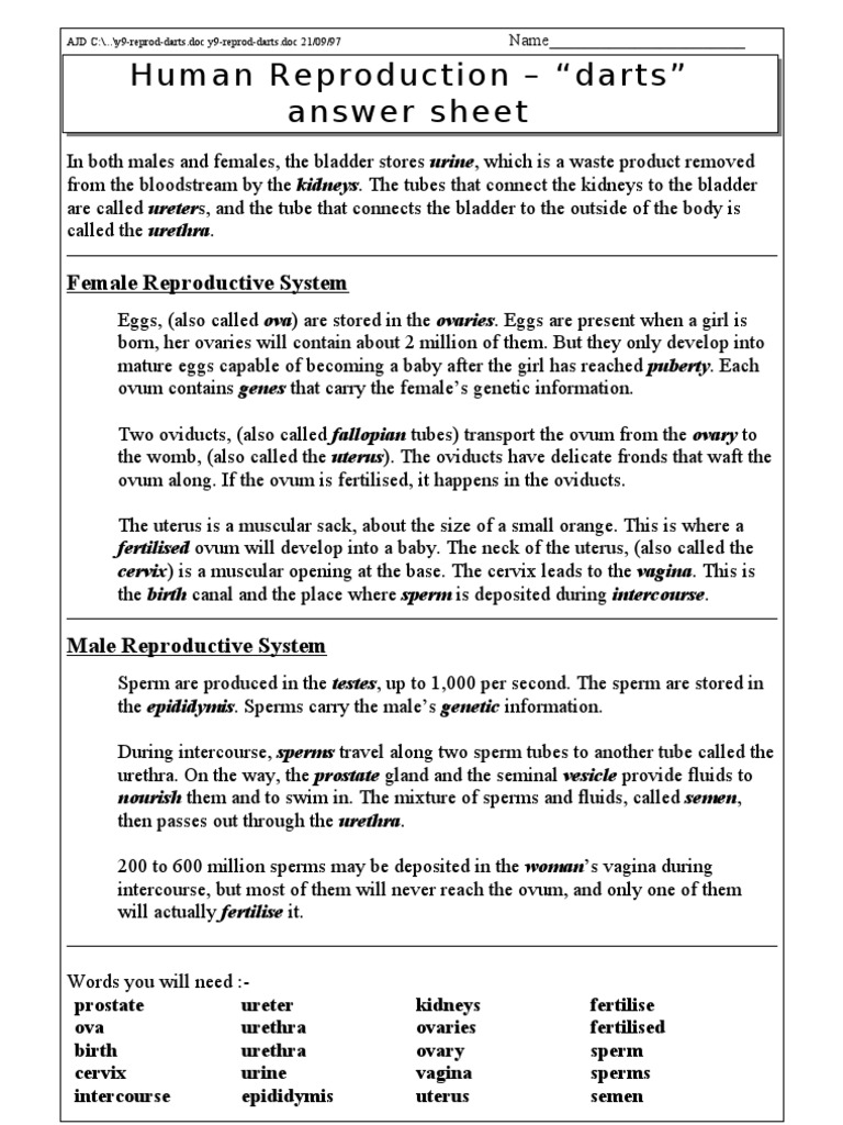 Human Reproduction Worksheet | PDF | Reproductive System | Human ...