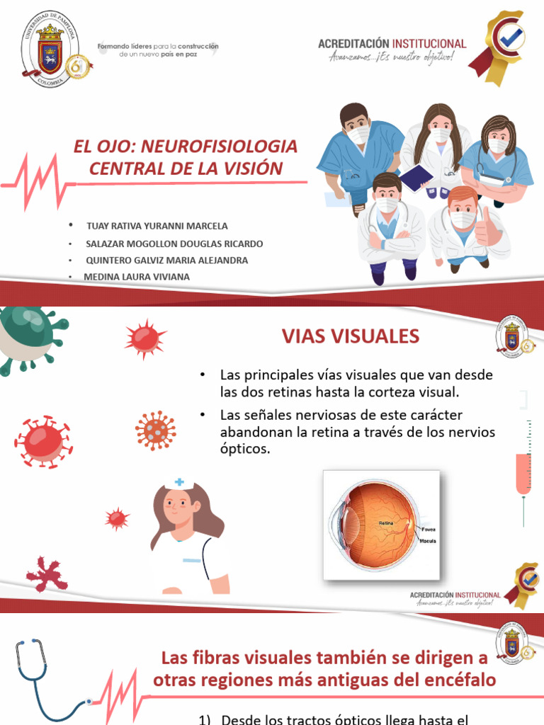 El Ojo Neurofisiologia | PDF | Percepción visual | Sistema visual