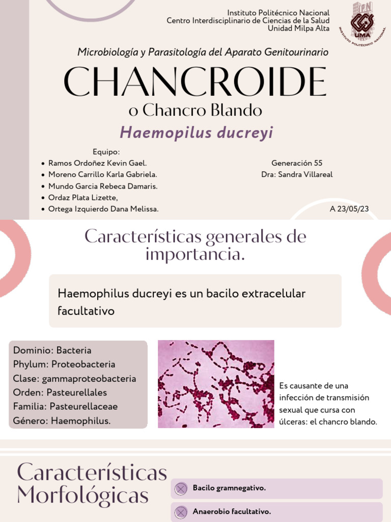 Chancroide: Causas y Tratamiento | PDF | Inflamación | Las bacterias