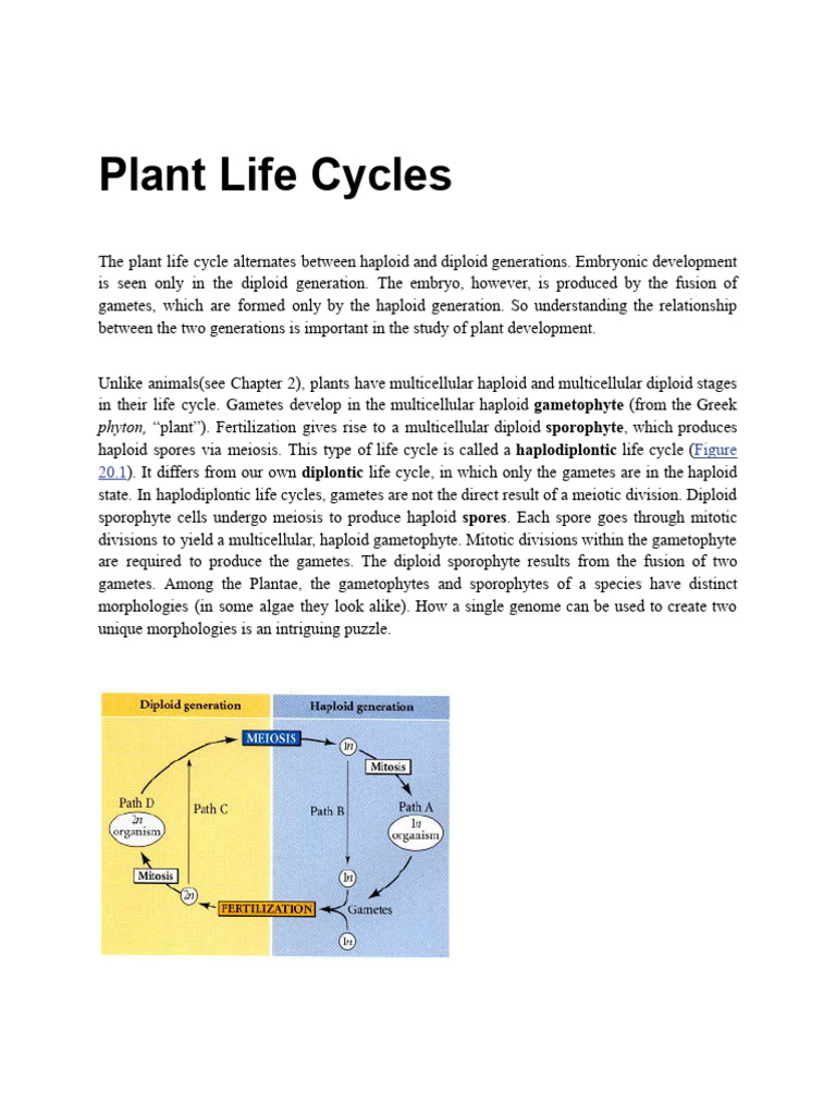Plant Life Cycles | PDF | Spore | Ploidy