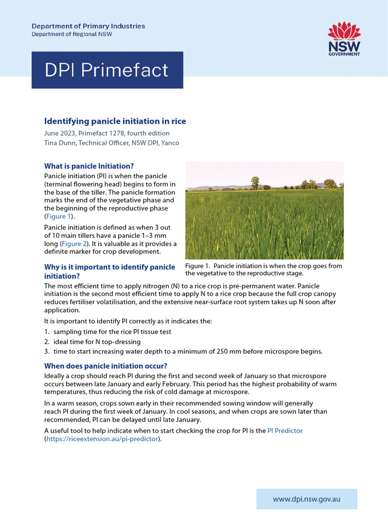 Identifying Panicle Initiation in Rice | PDF | Root | Rice