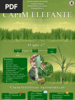 Capim-Buffel: Características e Cultivo | PDF | Brasil | Plantas