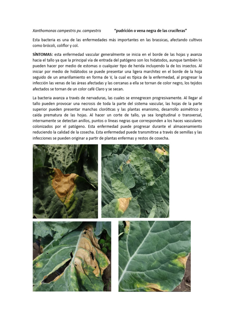 Enfermedades por Xanthomonas en Brassicas | PDF | Viajes y turismo ...