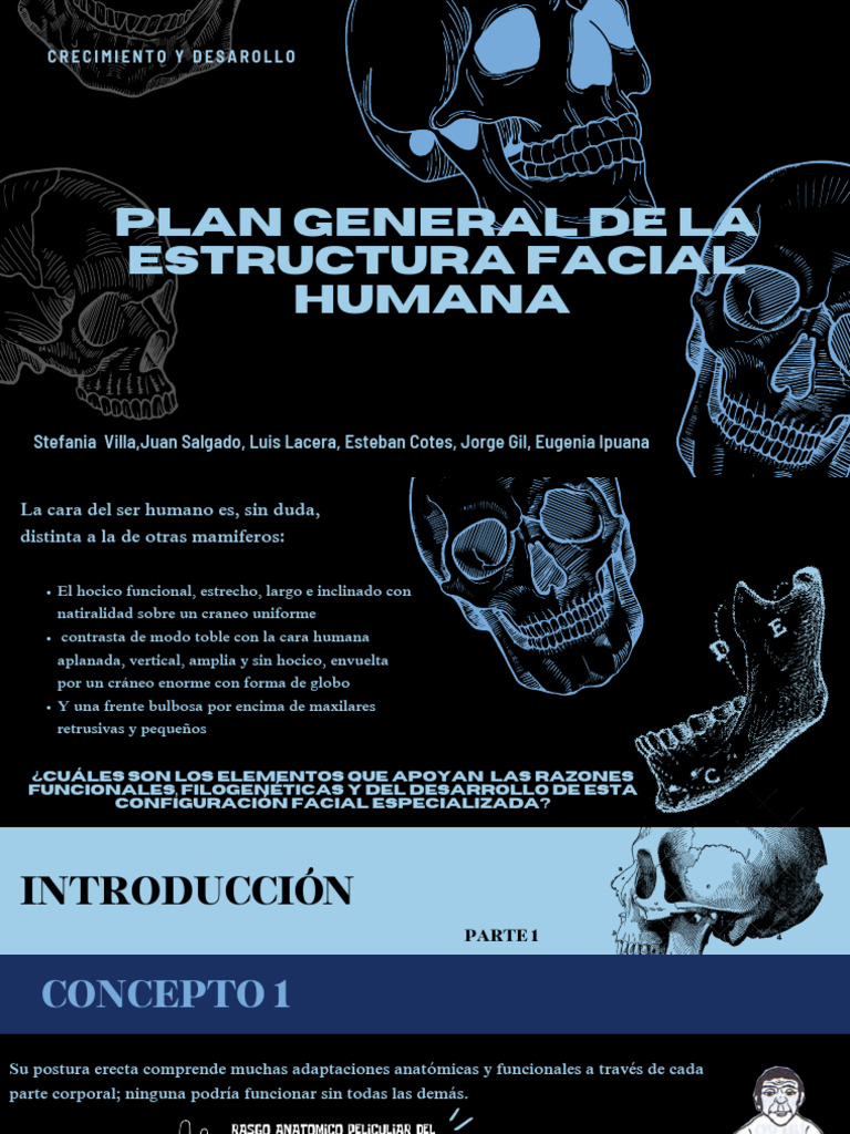 Estructura Facial Humana y Su Desarrollo | PDF | Cráneo | Cerebro