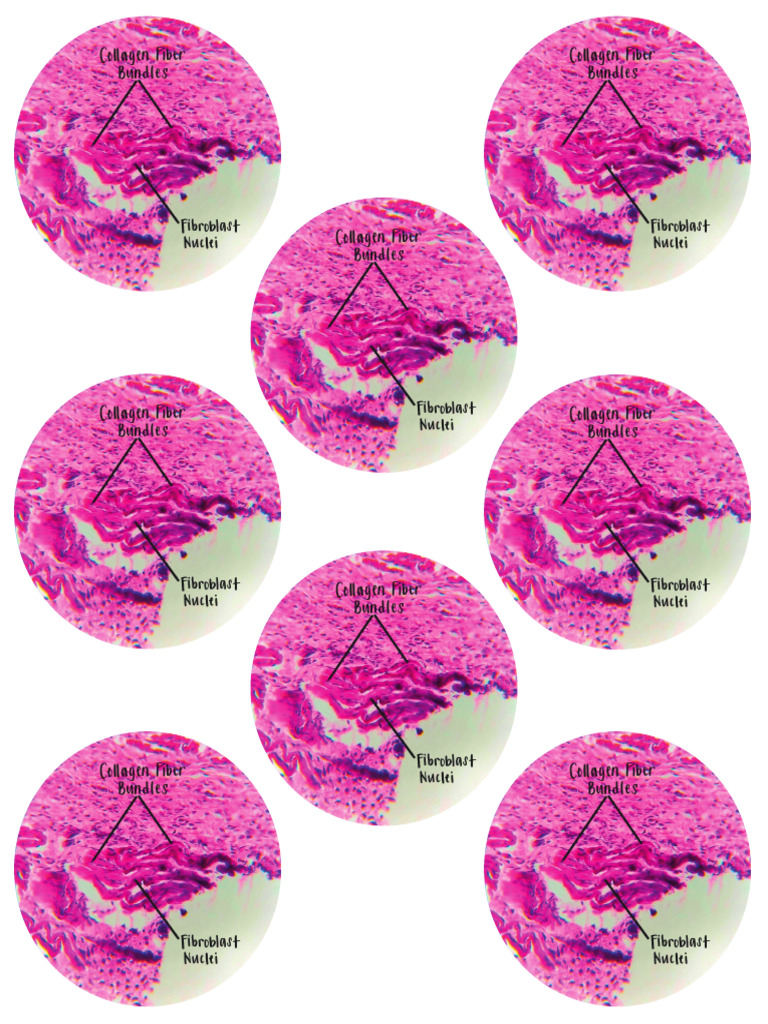 Dense Irregular Tissue | PDF