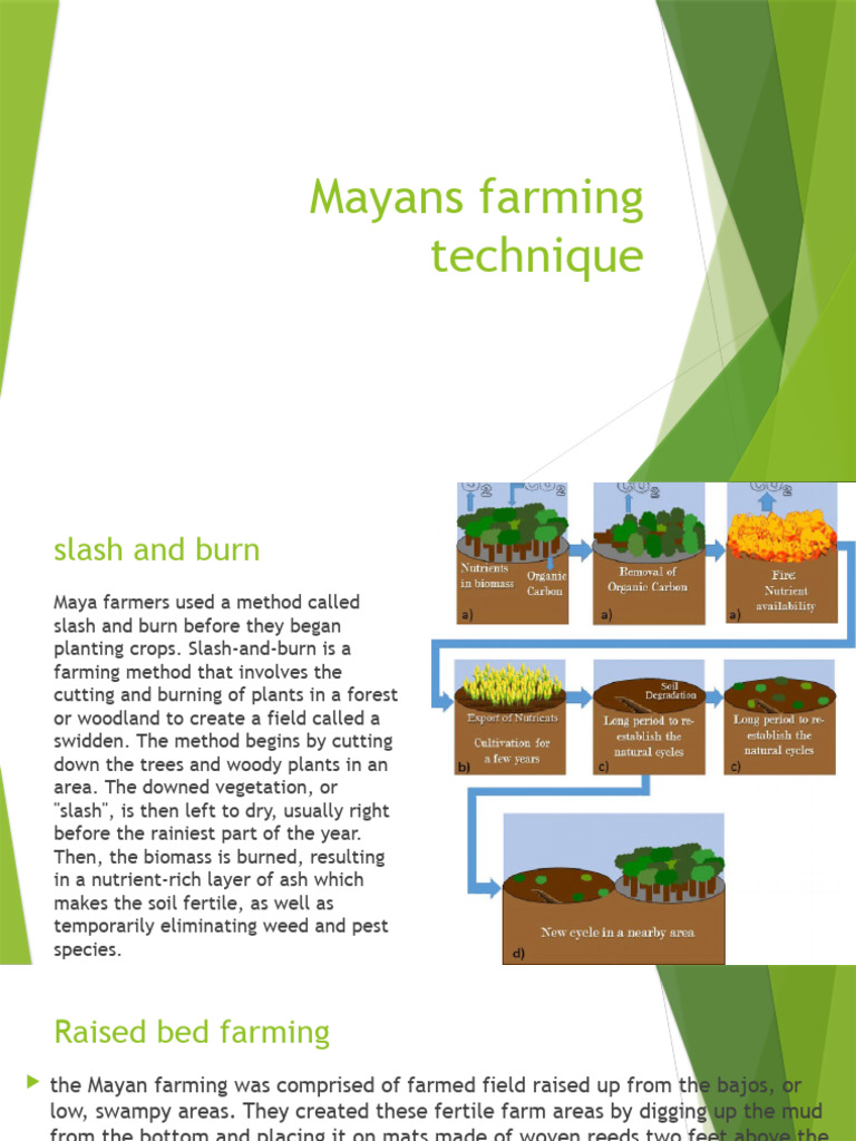 Mayan Farming Techniques Explained | PDF | Science & Mathematics
