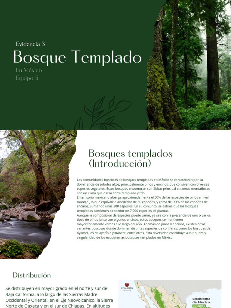 Presentación de Bosque Templado de La Naturaleza de La Vida | Descargar ...