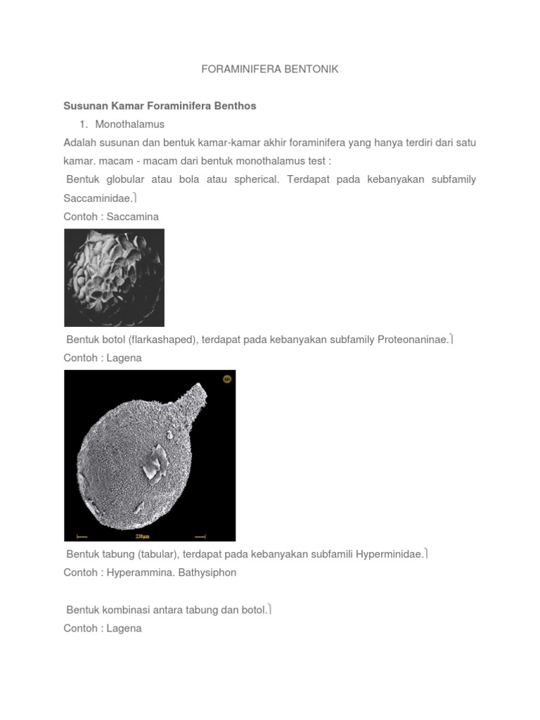 Foraminifera Bentonik | PDF