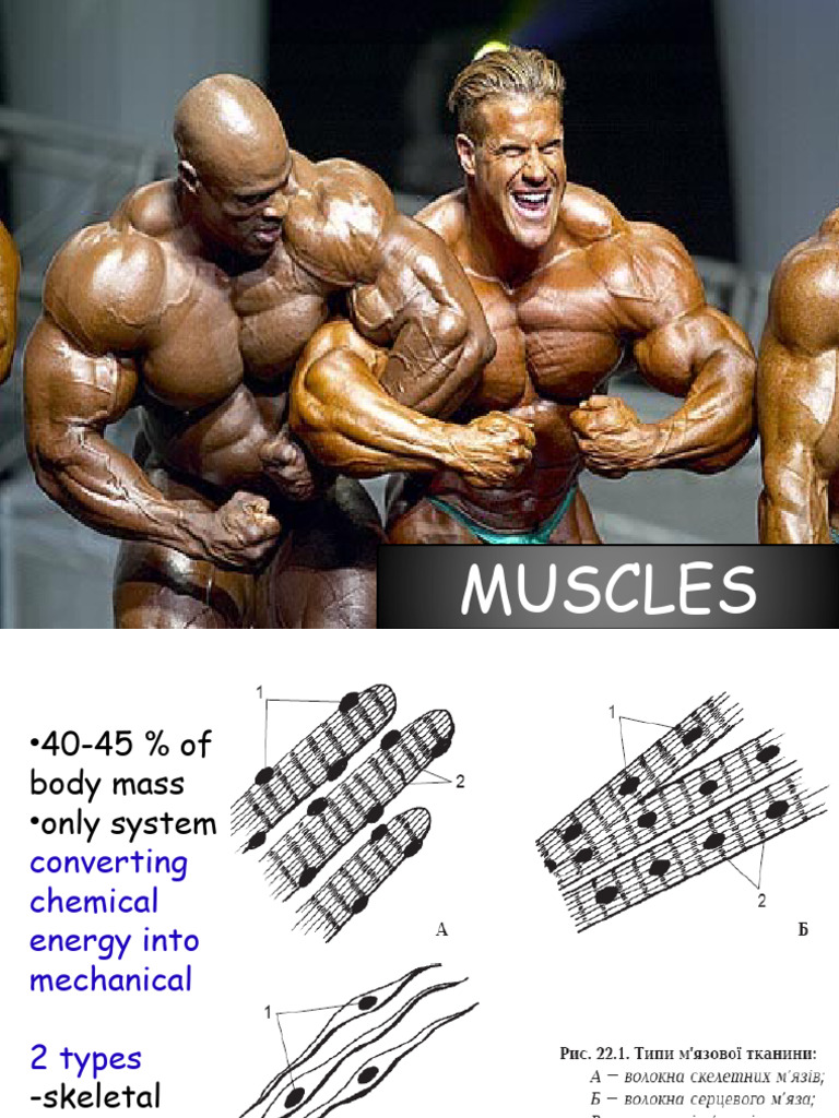 Biochemistry of Muscles and Connective Tissue | PDF | Actin | Skeletal ...