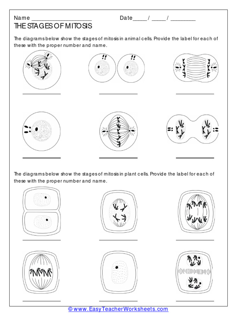 Stages of Mitosis | PDF | Finance & Money Management | Computers