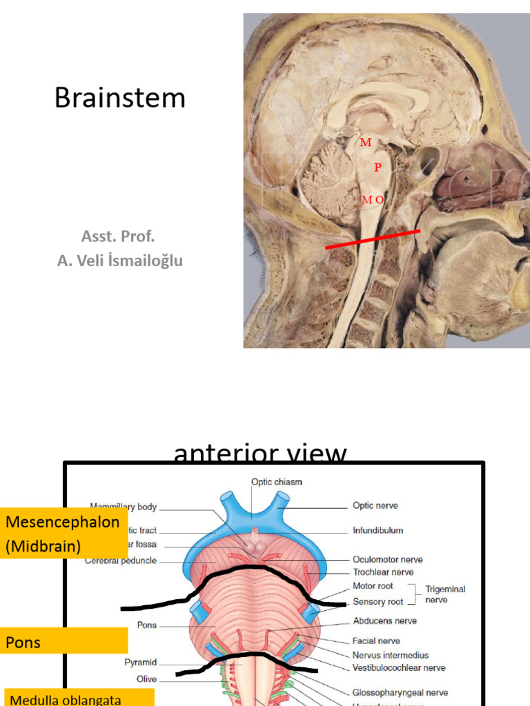 4 - Brainstem | Download Free PDF | Brainstem | Organ (Anatomy)