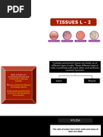 Class 9th Animal Tissue Notes | PDF | Epithelium | Muscle
