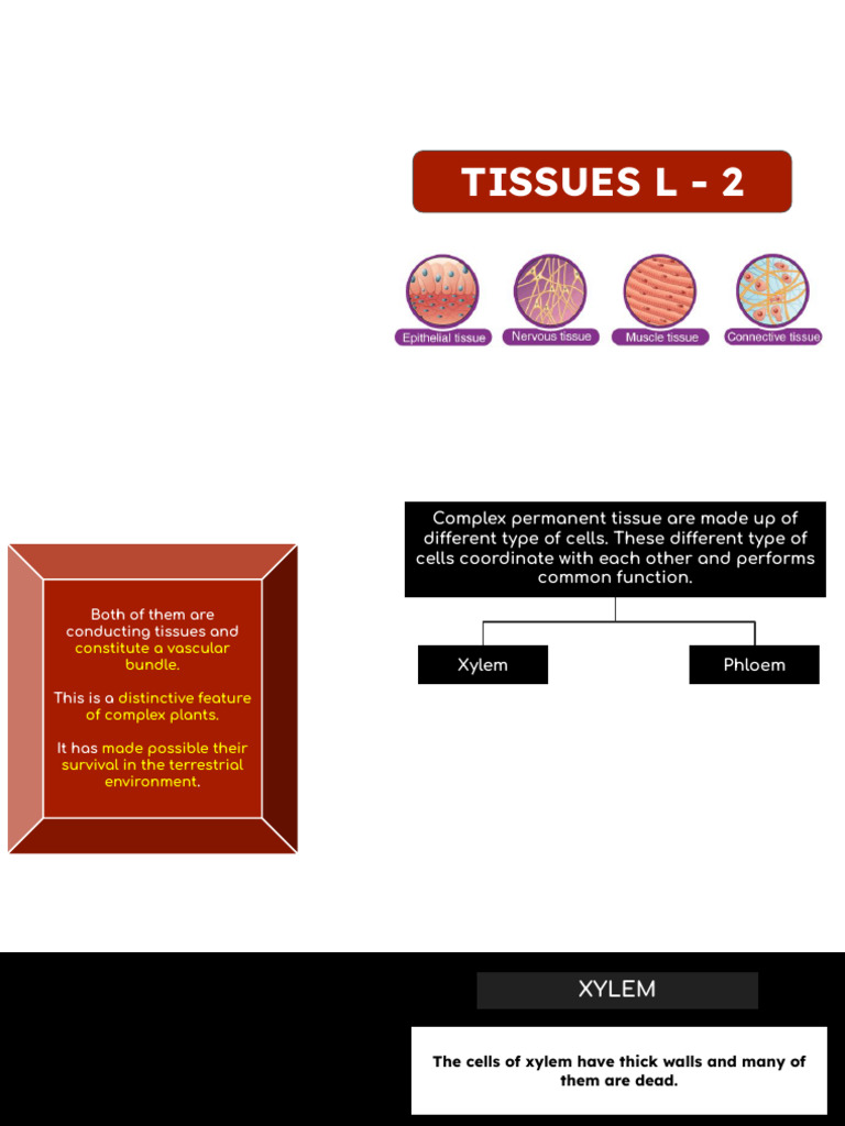 Tissues Class 9 | PDF | Epithelium | Tissue (Biology)