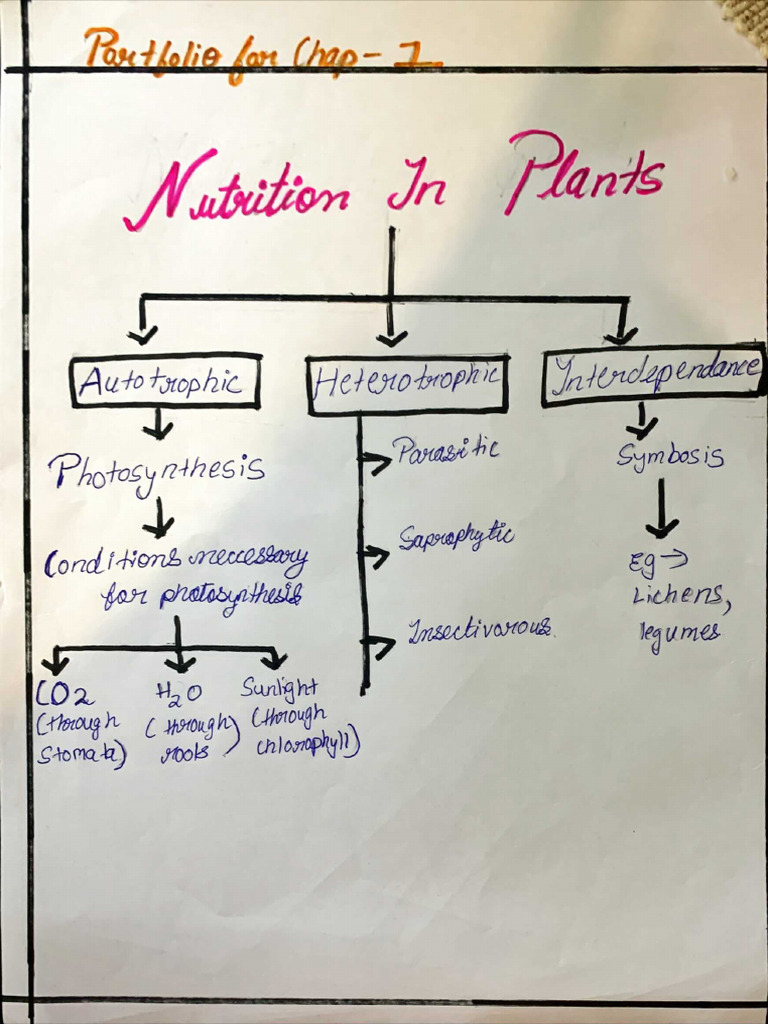 Bhavya Deepika Class 7 C Science Holiday Homework | PDF