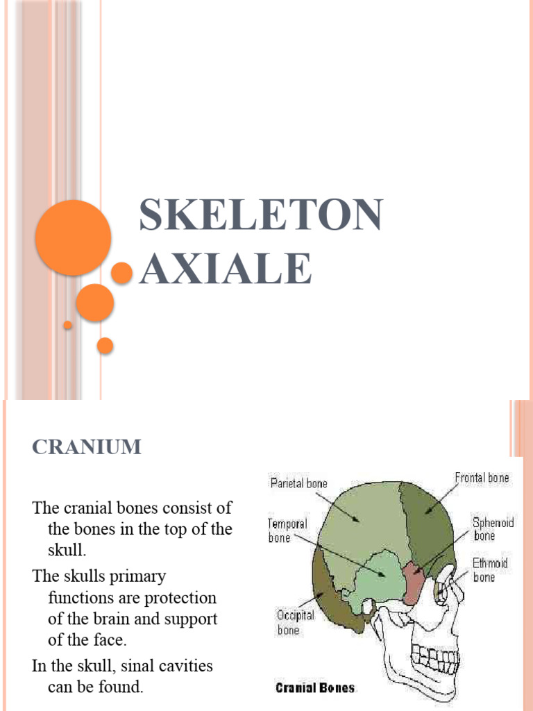 Anatomi - Osteologi Skeleton Axial | Download Free PDF | Vertebral Column | Vertebra