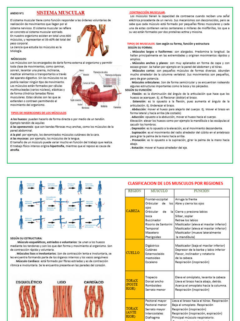 Anexo 1 Sistema Muscular 4to Ano | PDF | Músculo esquelético | Anatomía ...