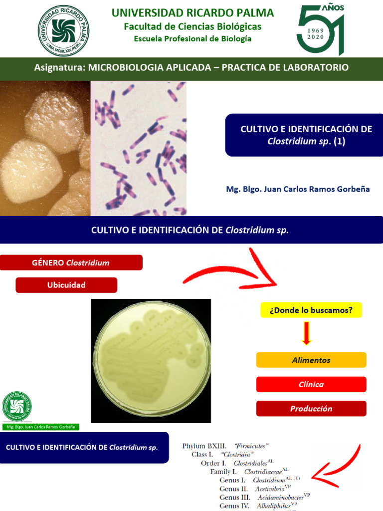 Cultivo e Identificacion Clostridium AV 2020 URP 1 | PDF | Bacilo ...