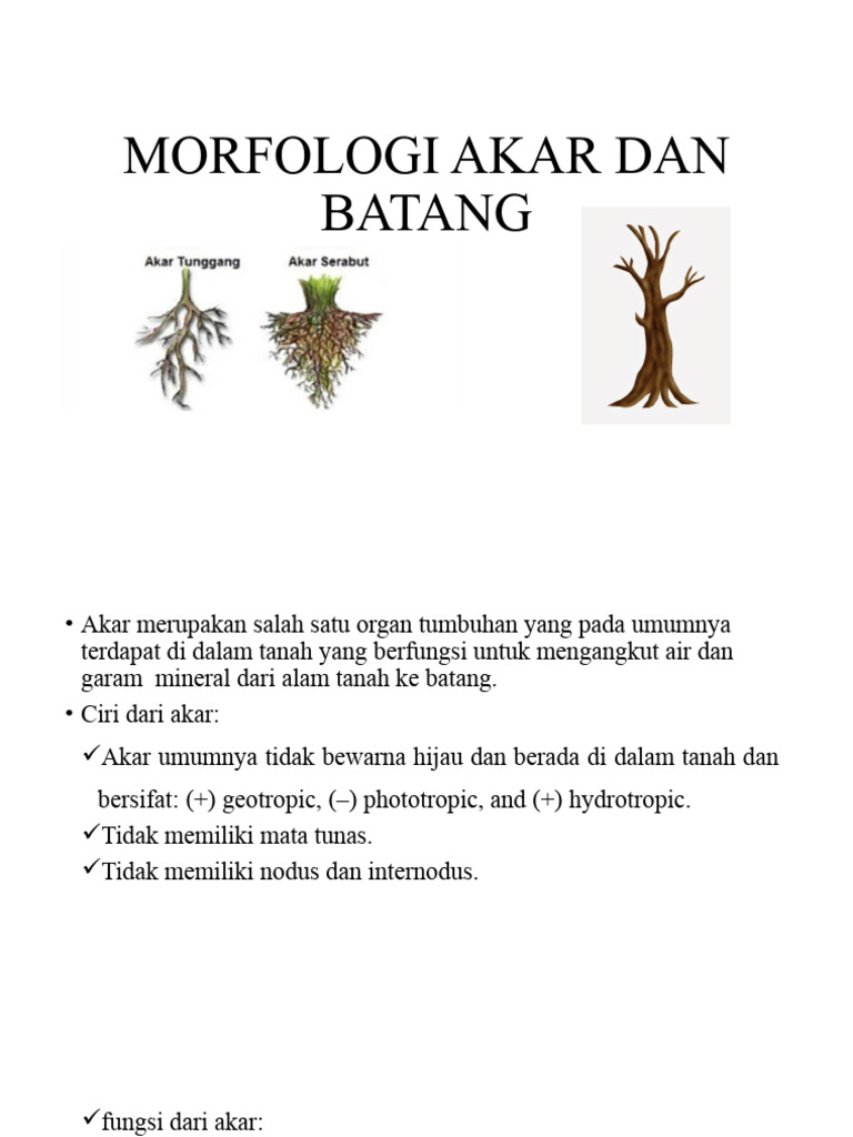 Akar Dan Batang | PDF | Kajian Bahasa Asing | Griya & Taman
