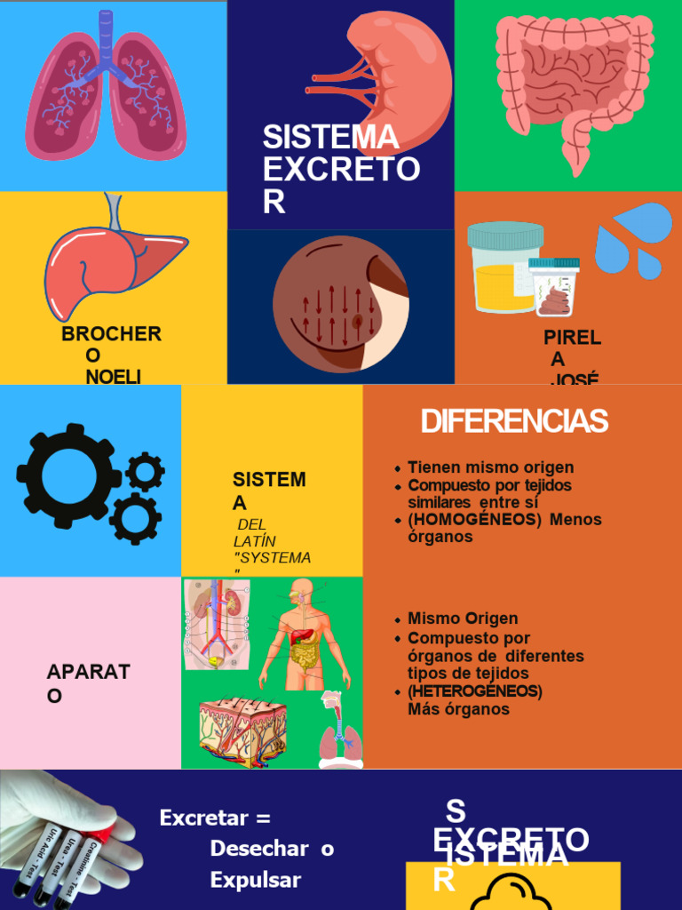 Funciones del Sistema Excretor y Digestivo | PDF | Sistema digestivo ...
