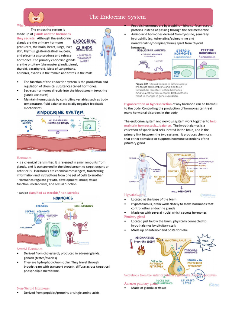The Endocrine System | Download Free PDF | Endocrine System | Hormone