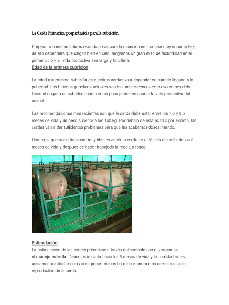 Manejo de Cerdas Primerizas en Reproducción | PDF | El embarazo ...