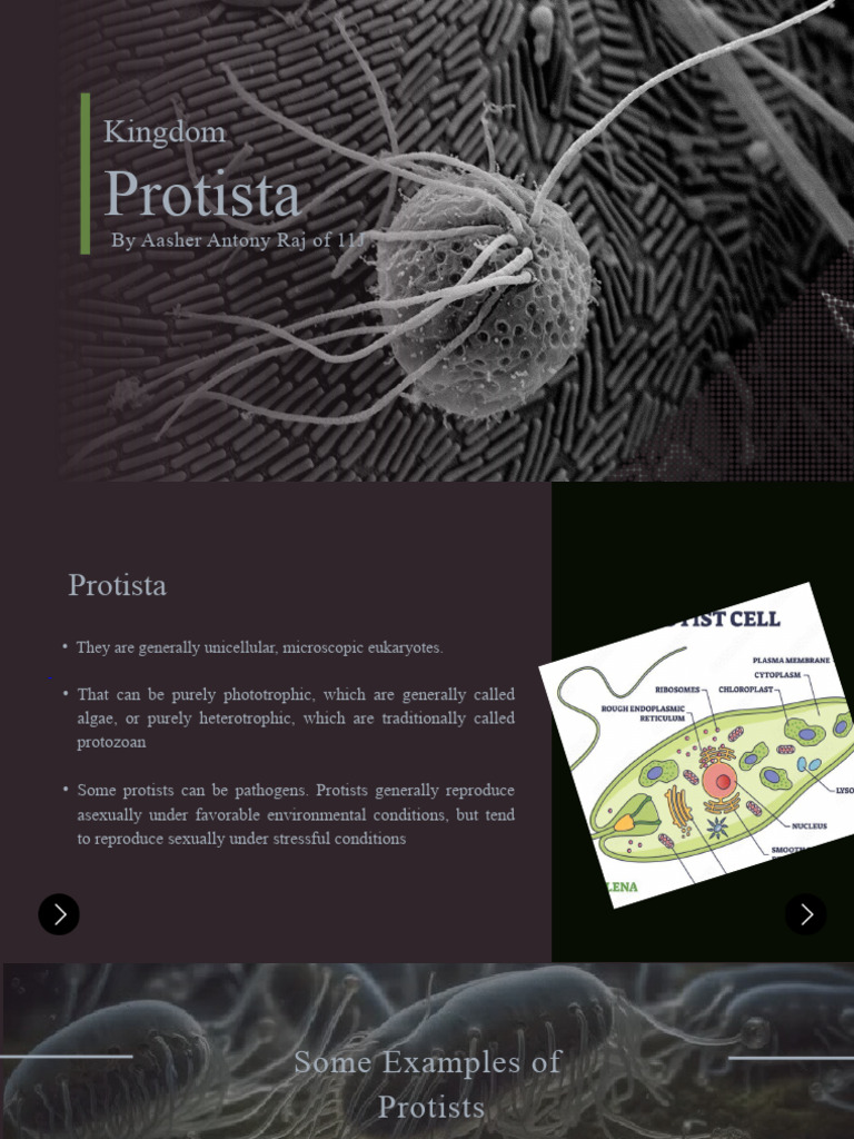 Overview of Protista Kingdom | PDF | Protozoa | Biology