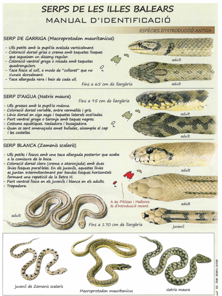 Manual Identificacio Serps Mallorca. 2020. v2pdf | PDF