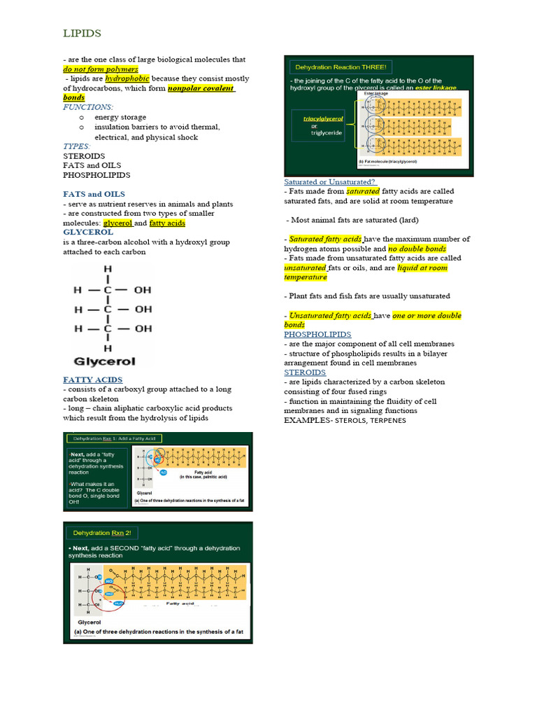 Lipids Notes | PDF