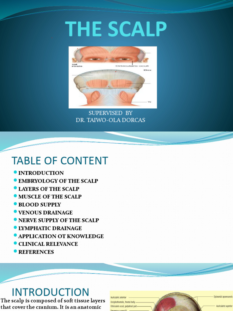 The Scalp | Download Free PDF | Human Head And Neck | Human Anatomy