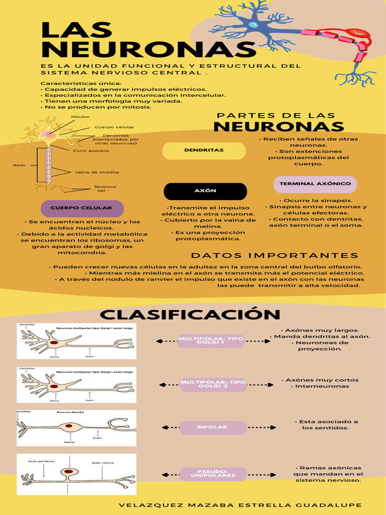 Infografia Neuronas | PDF | Axon | Neurona