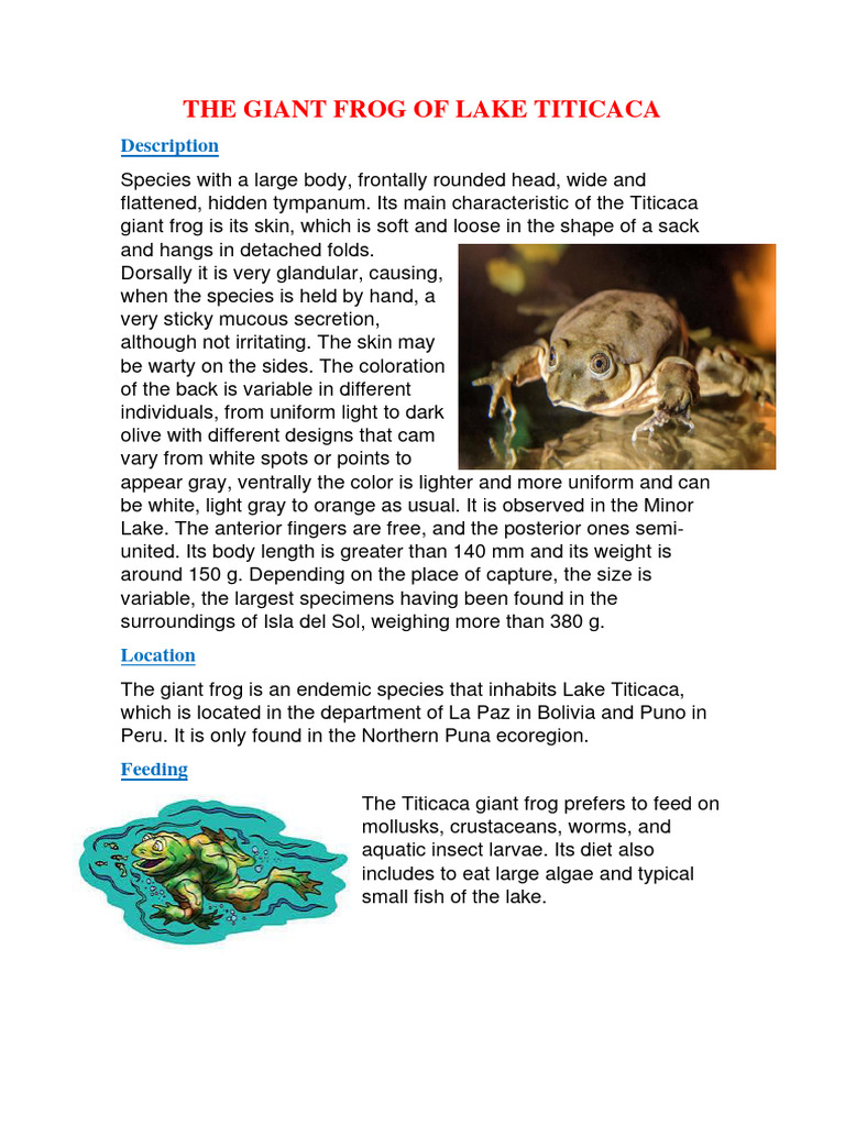 The Giant Frog of Lake Titicaca | PDF