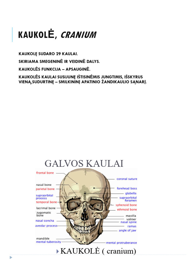 Kaukole_cranium_2b paskaita | PDF