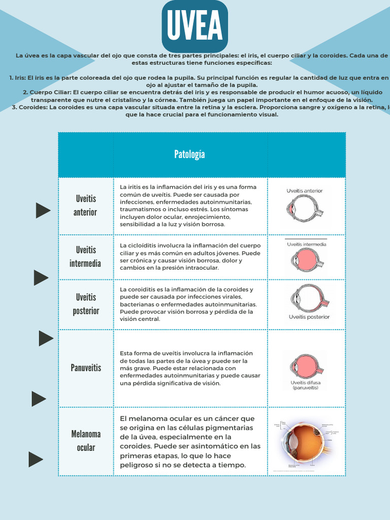 Uvea | Descargar gratis PDF | Ojo humano | Percepción visual