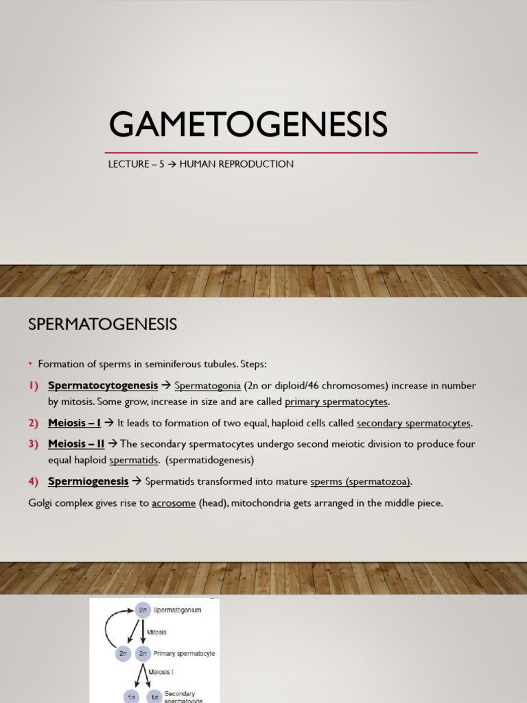 Lec - 5 | PDF | Sperm | Meiosis