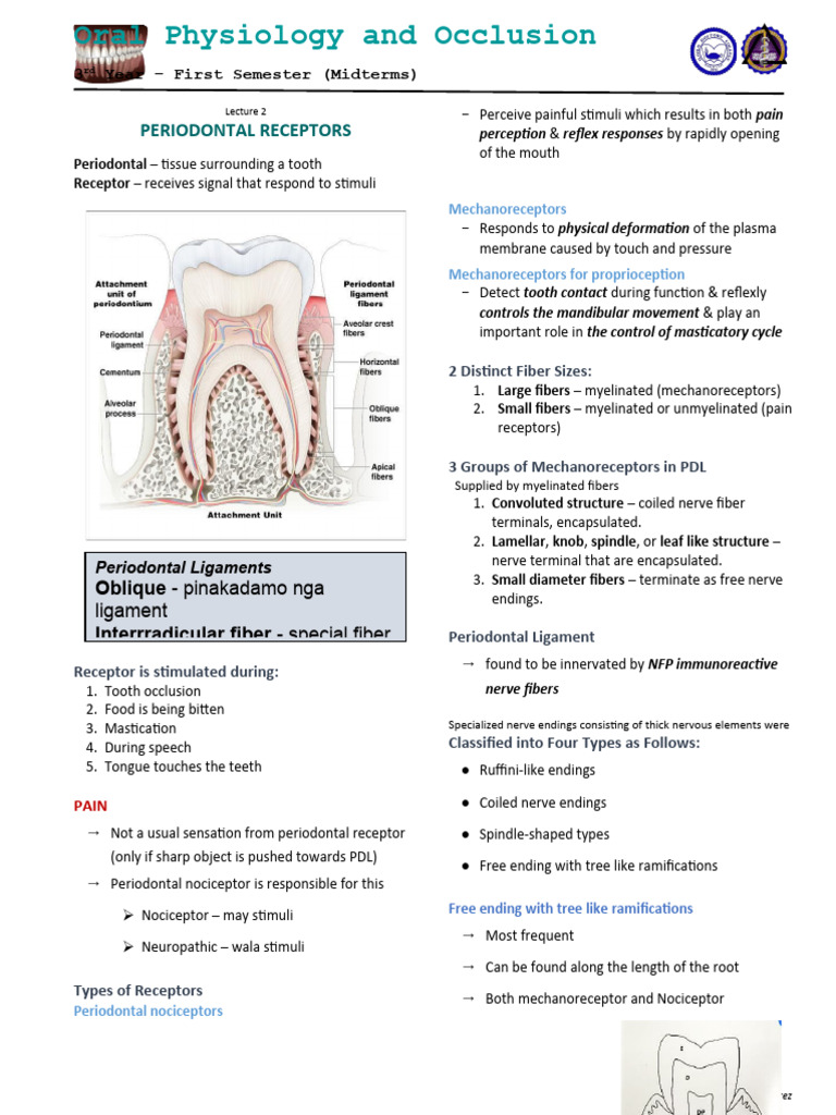 Lecture 2. Periodontal Receptors | PDF | Stimulus (Physiology) | Axon