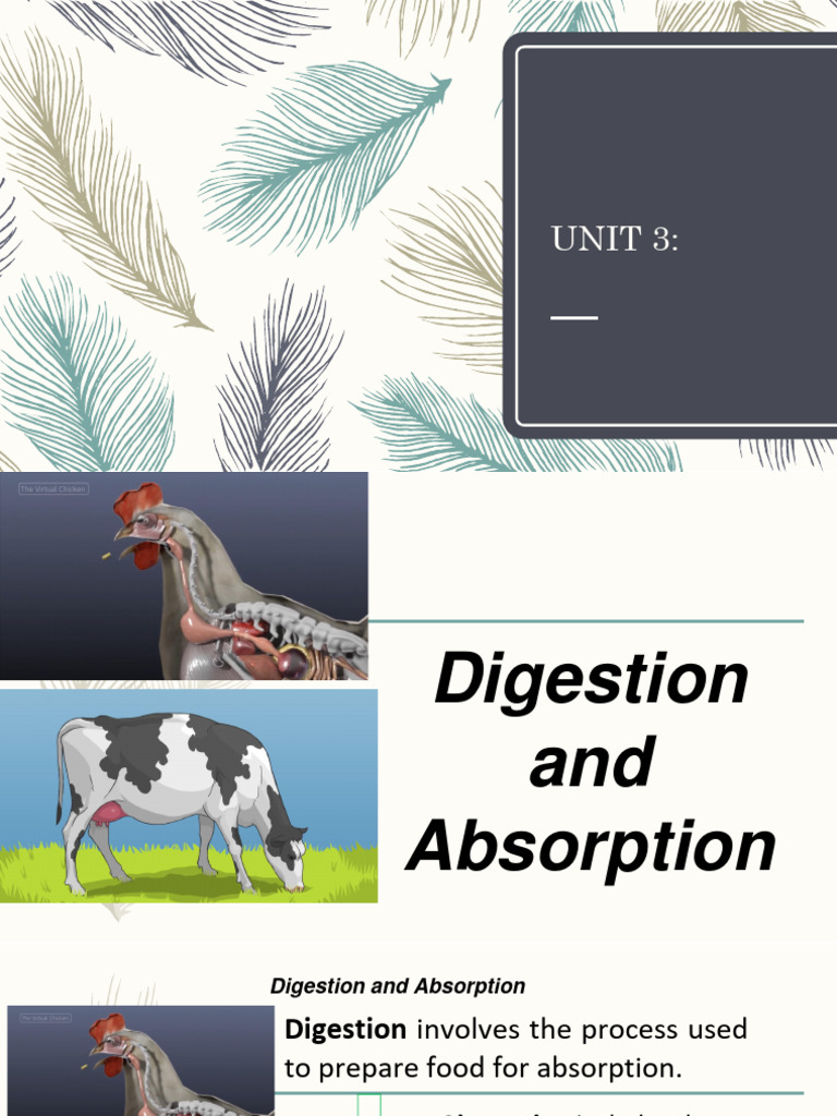 Unit 3. Digestion and Absorption | PDF | Digestion | Gastrointestinal Tract