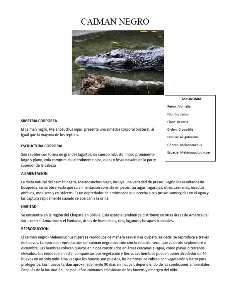 Caiman Negro | PDF | Reptil