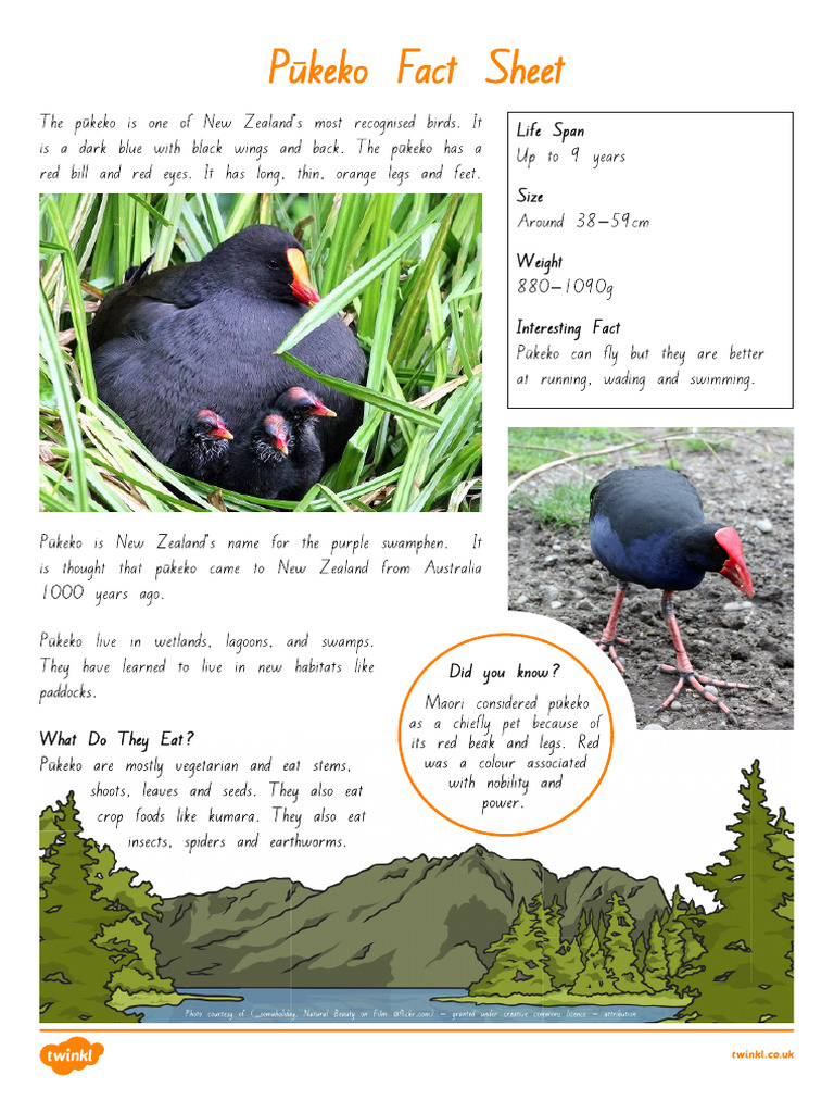 New Zealand Native Birds Pukeko Fact Sheet | PDF