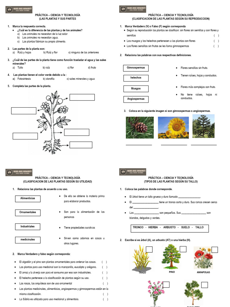 La Fotosintesis | PDF | Plantas | Fotosíntesis