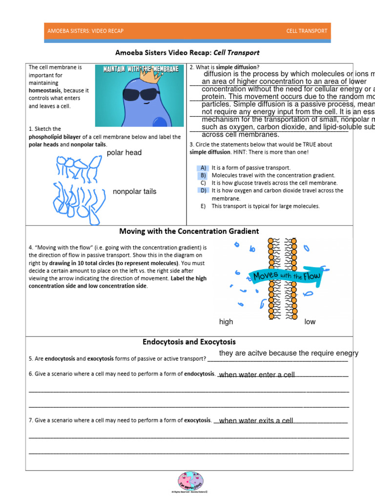 Amoeba Sisters: Cell Transport Recap | PDF | Lipid Bilayer | Cell Membrane