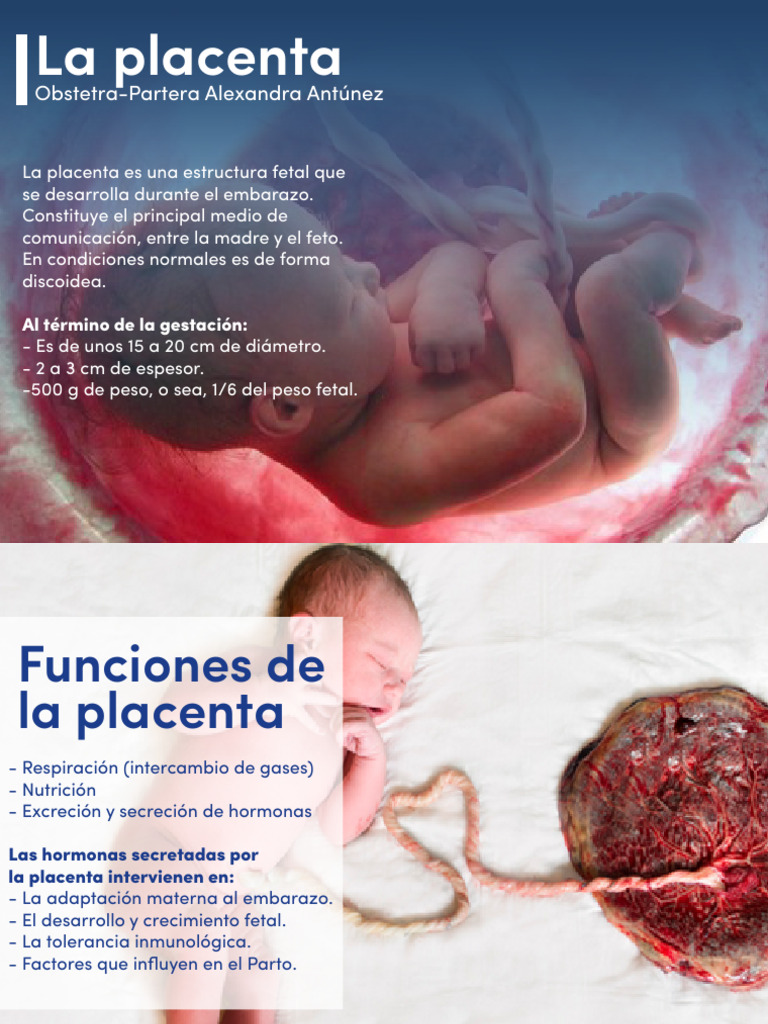 Placenta | PDF | Placenta | Feto