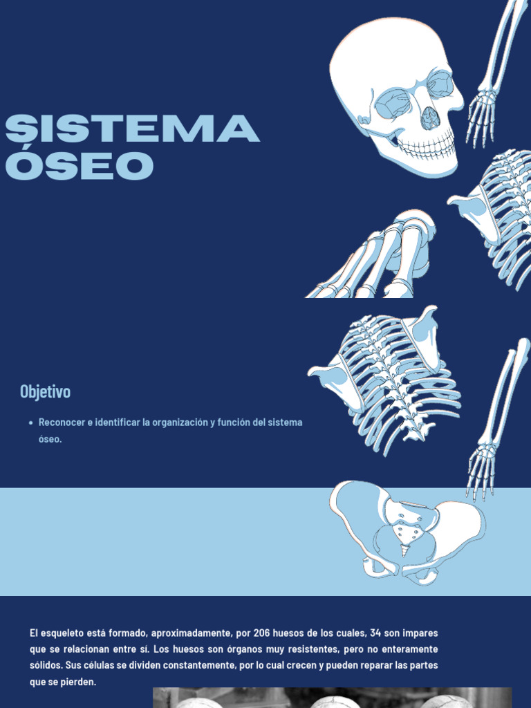 Presentación Sistema Óseo | PDF | Esqueleto | Mano