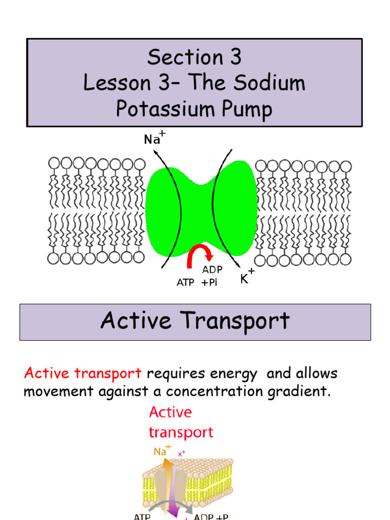 Sodium Potassium Pump Overview | PDF | Biophysics | Structural Biology