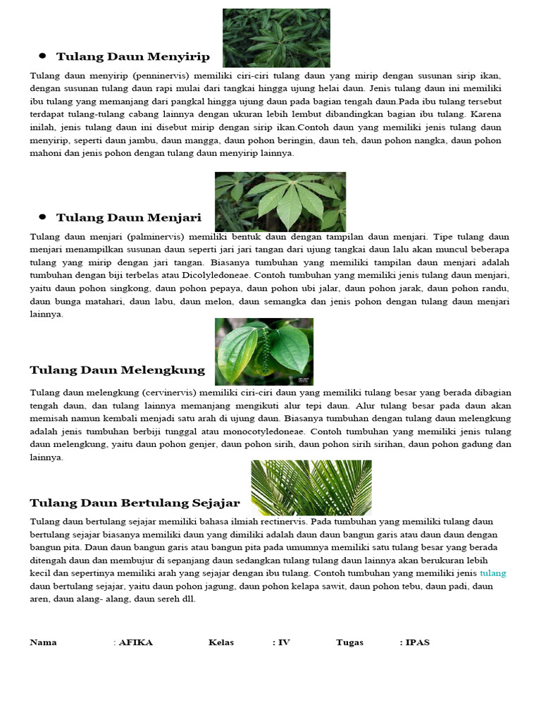 Jenis-Jenis Tulang Daun Dan Contohnya | PDF