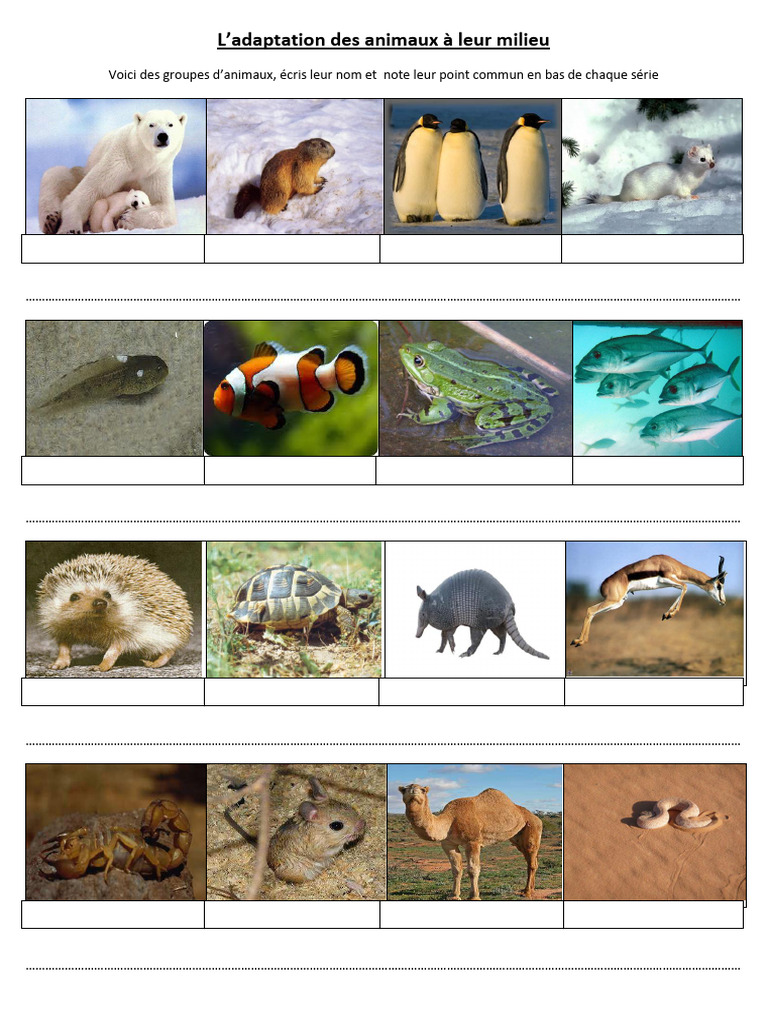 Adaptation des animaux à leur milieu | PDF | Études des langues ...