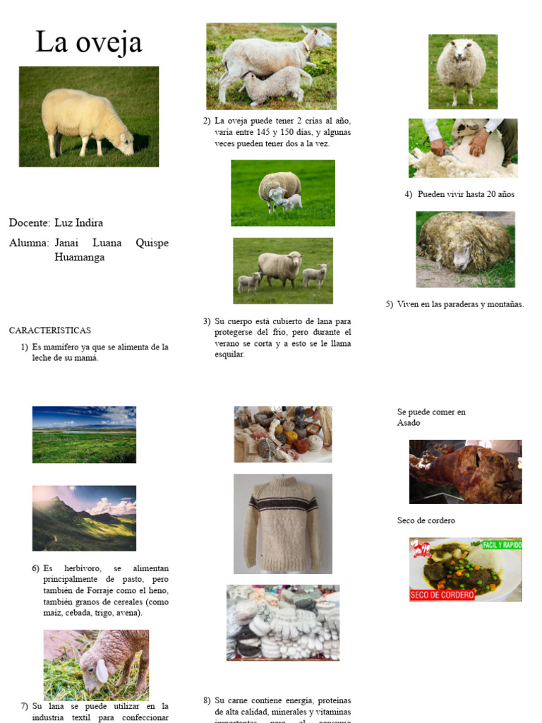 Utilidades y características de la oveja | PDF