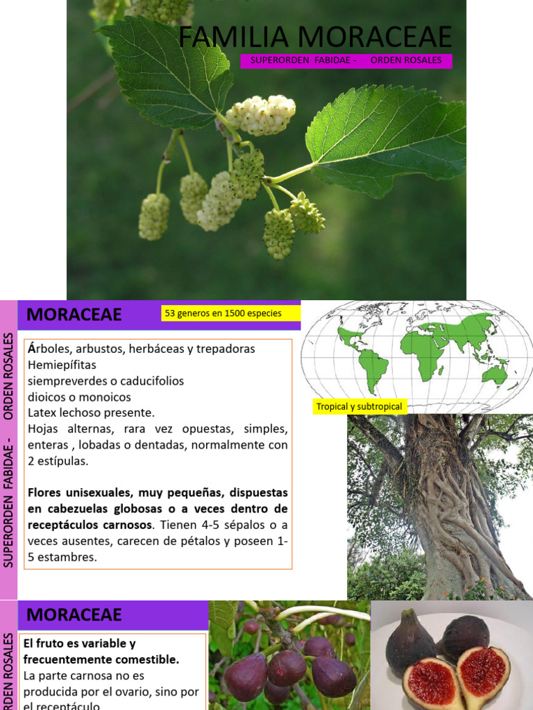 Familia Moraceae | PDF | Plantas | Botánica