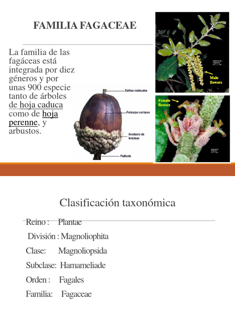 Familia Fagaceae | Descargar gratis PDF | Roble | Ramas de la botánica