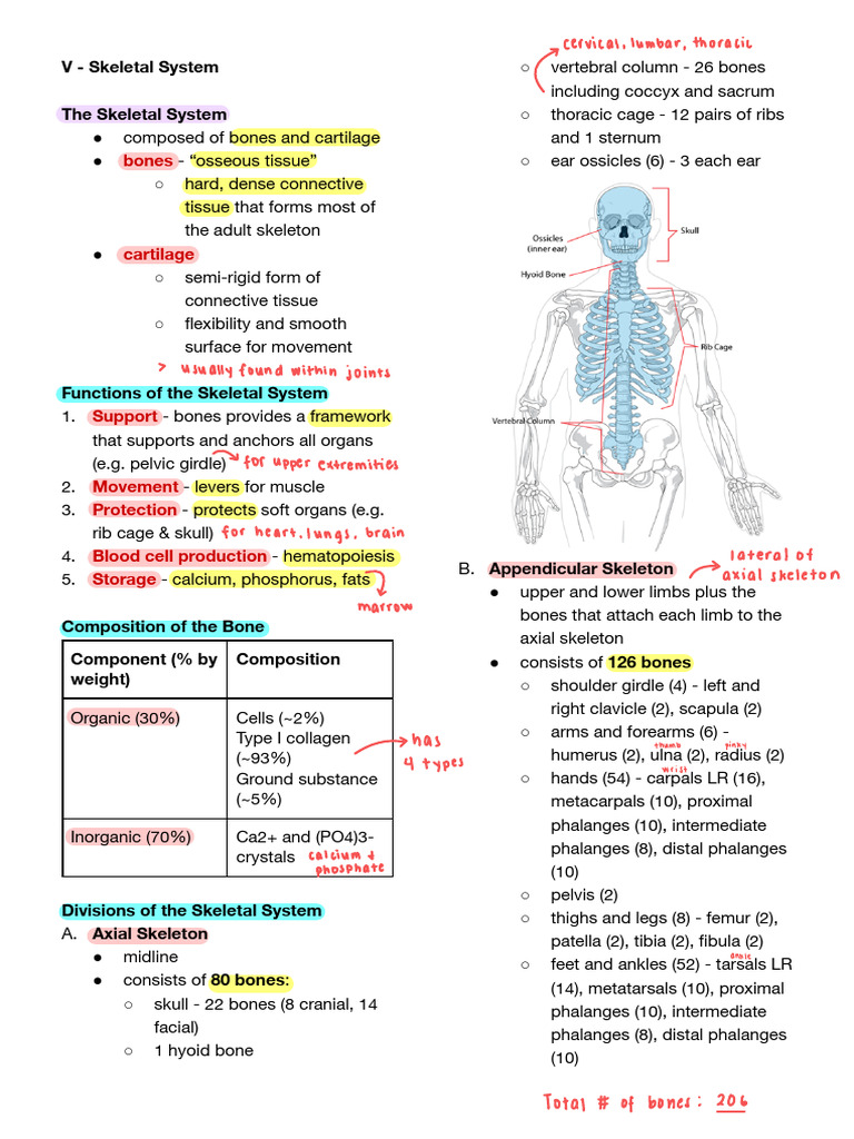 5 NOTES - Skeletal System | PDF | Bone | Skeleton
